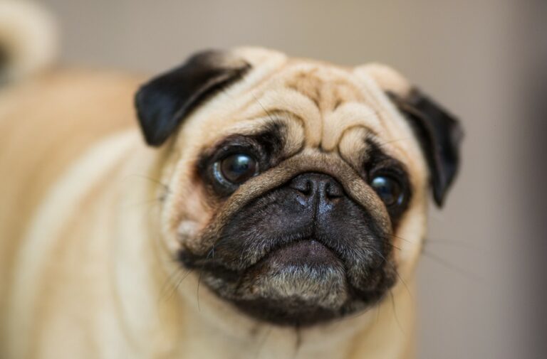 What Pugs Used To Look Like? (Must know Facts)