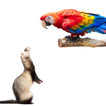 10 Ferret Sounds Meanings and How to Understand Them! [year]