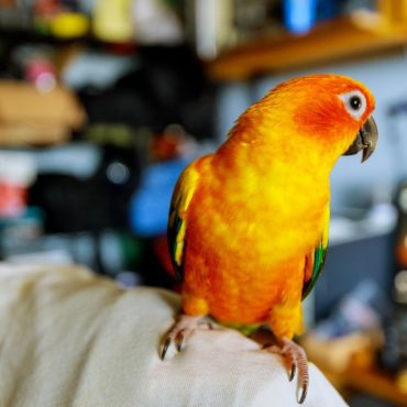 Conure Chirping Meanings ( With Video)