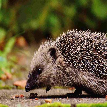 Do Hedgehogs Eat Snakes? (Explained for Beginners)