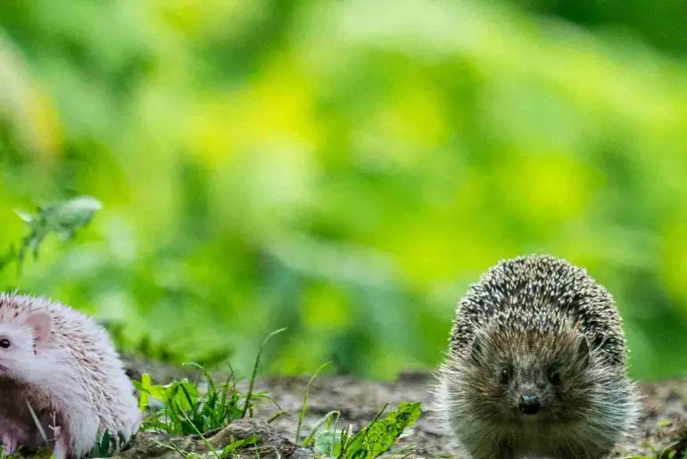 Where Do Hedgehogs Go During The Day? (Explained)