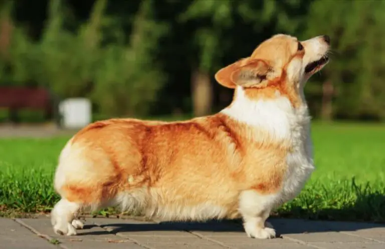 7 Unique Pembroke Welsh Corgi Colors to Explore: Which One Will You Love?