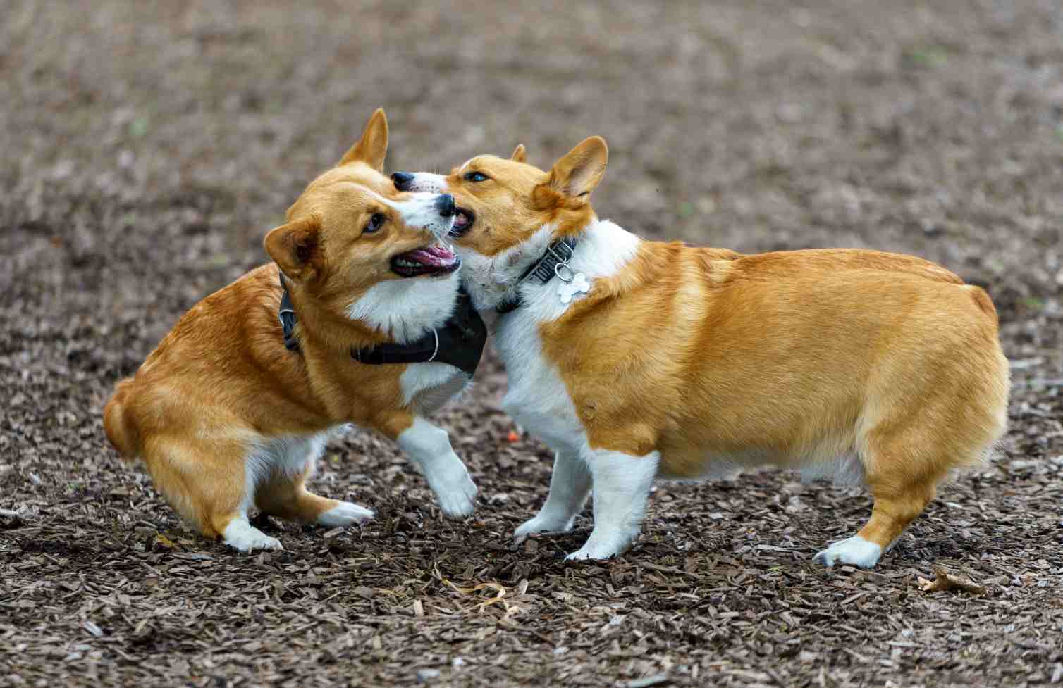 7 Unique Pembroke Welsh Corgi Colors to Explore: Which One Will You Love?