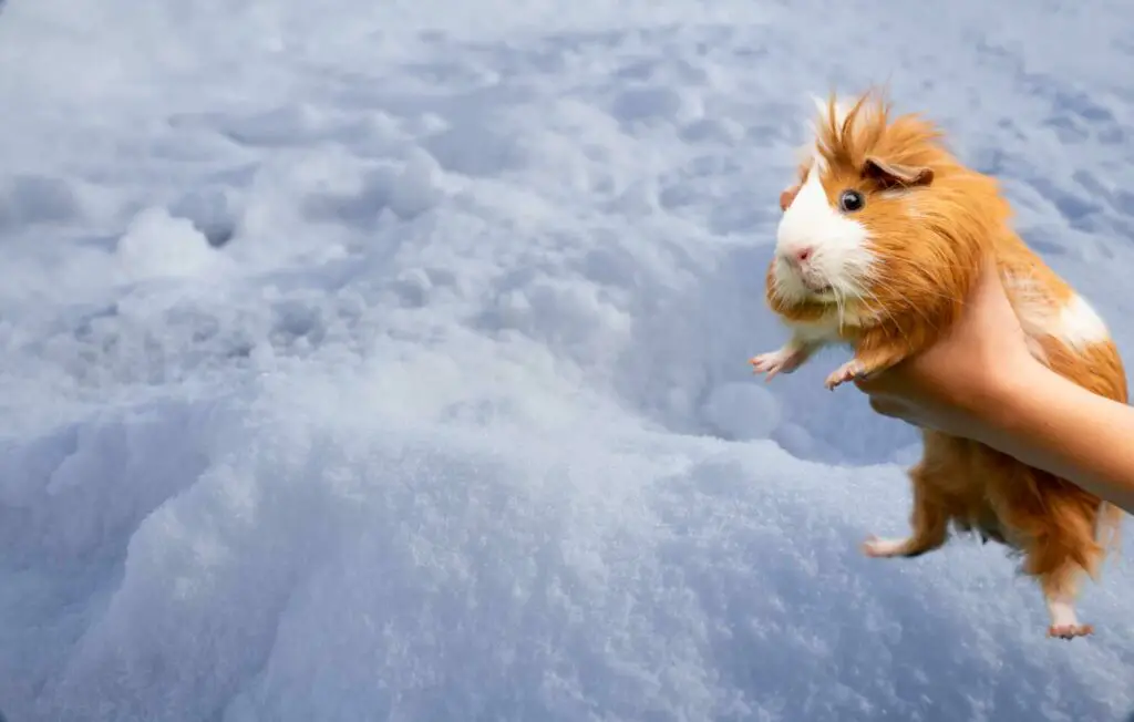 Can Guinea Pigs Die from Cold? (A Vet Weights in) – NewPetsOwner