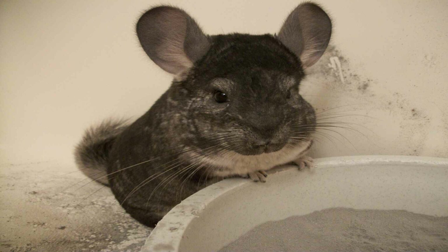 Chinchilla Bath Sand: Everything You Need To Know