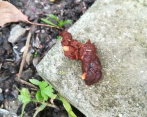 Hedgehogs Poop Color: Everything You Need to Know!