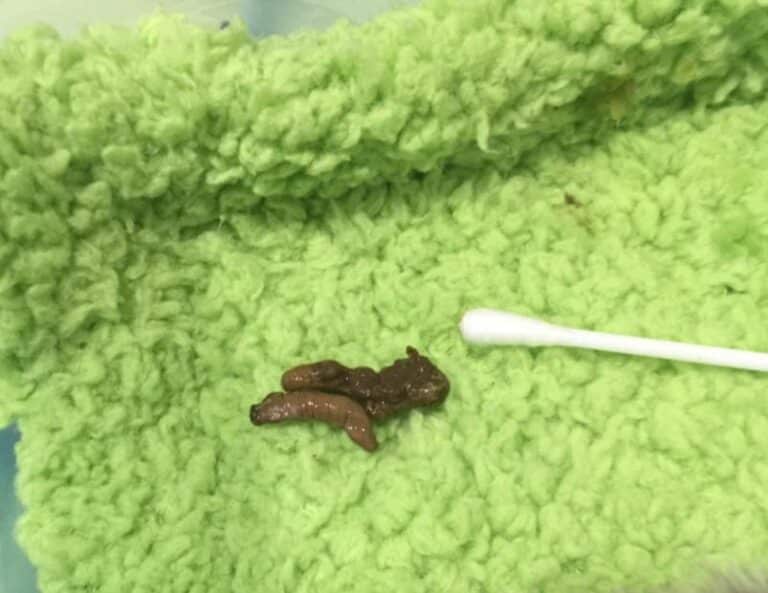 Hedgehogs Poop Color: Everything You Need to Know!