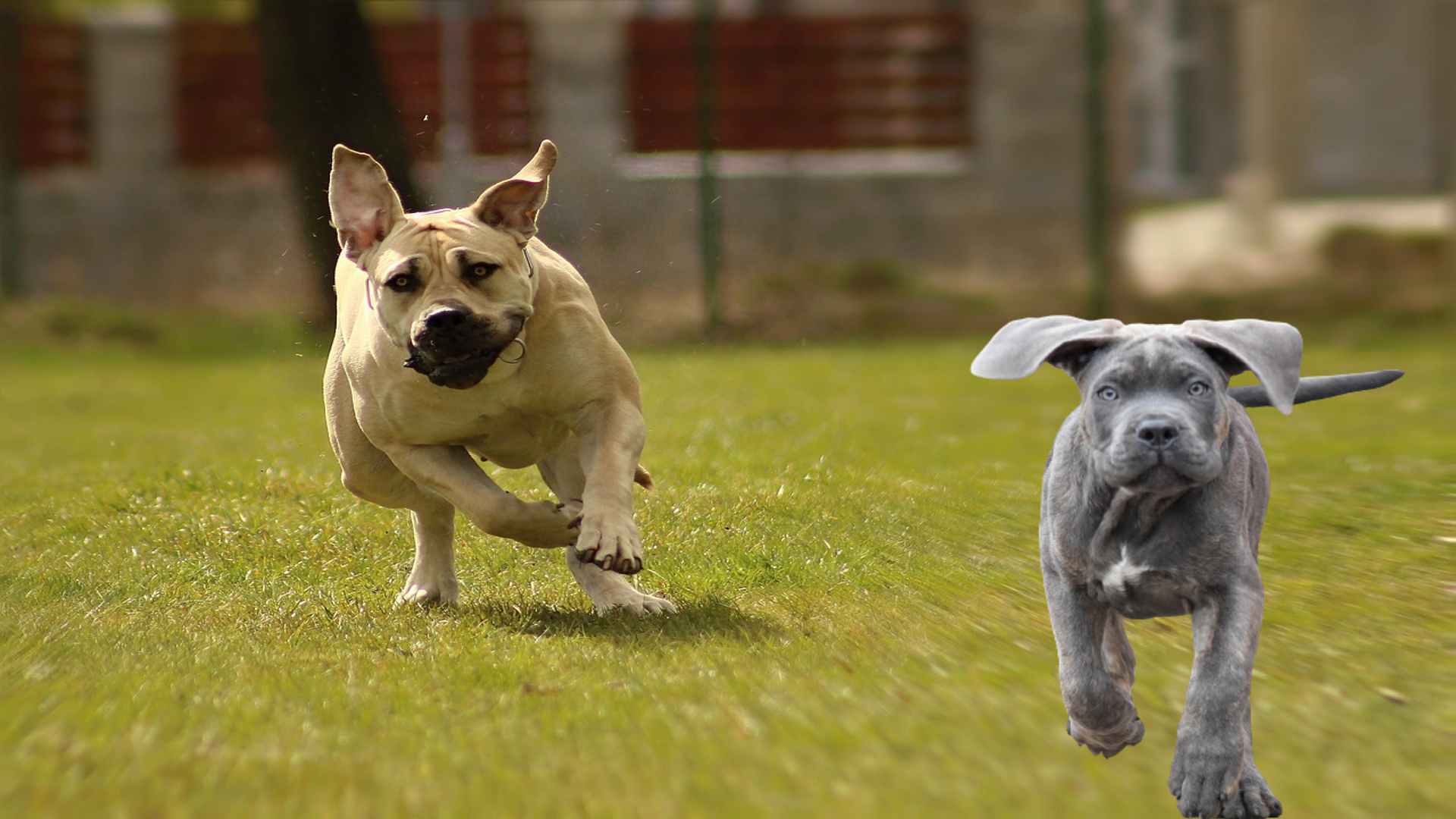 Boerboel vs Cane Corso: Ultimate Comparison (2024)