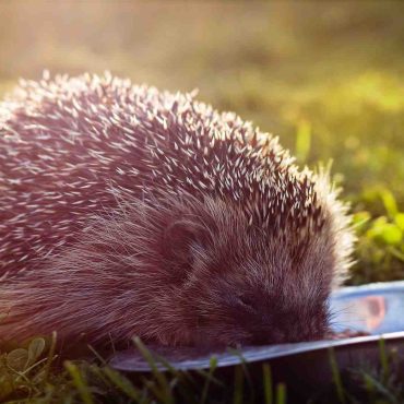 How Fast Are Hedgehogs? (Checked and Explained)