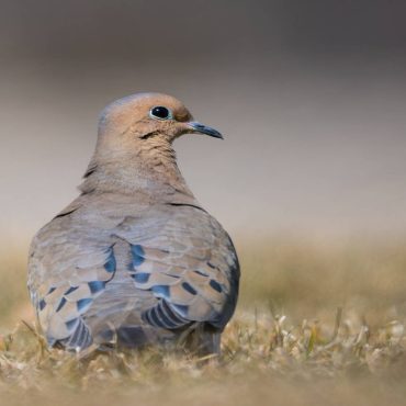 How to Tame a Dove Bird: A Step-by-Step Guide