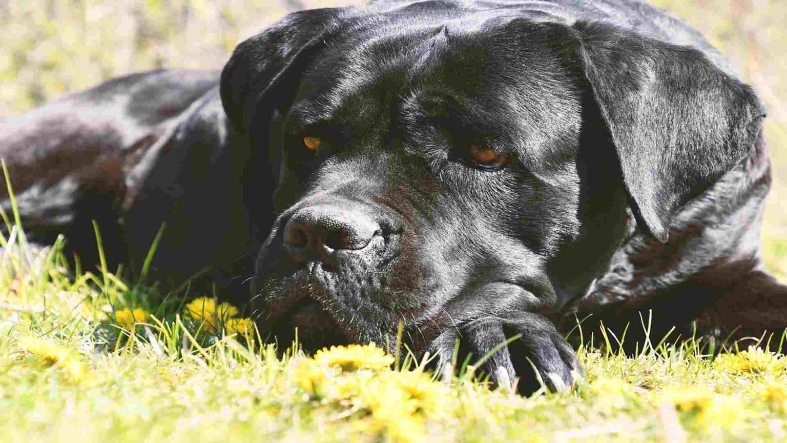 Cane Corso Weight in KG: What to Expect at Every Stage