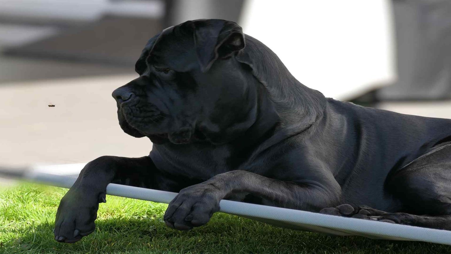 Cane Corso Weight in KG: What to Expect at Every Stage