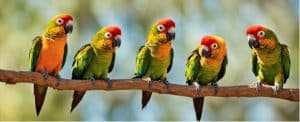Green Cheek Conure Male Vs. Female Behavior (Ultimate Guide)
